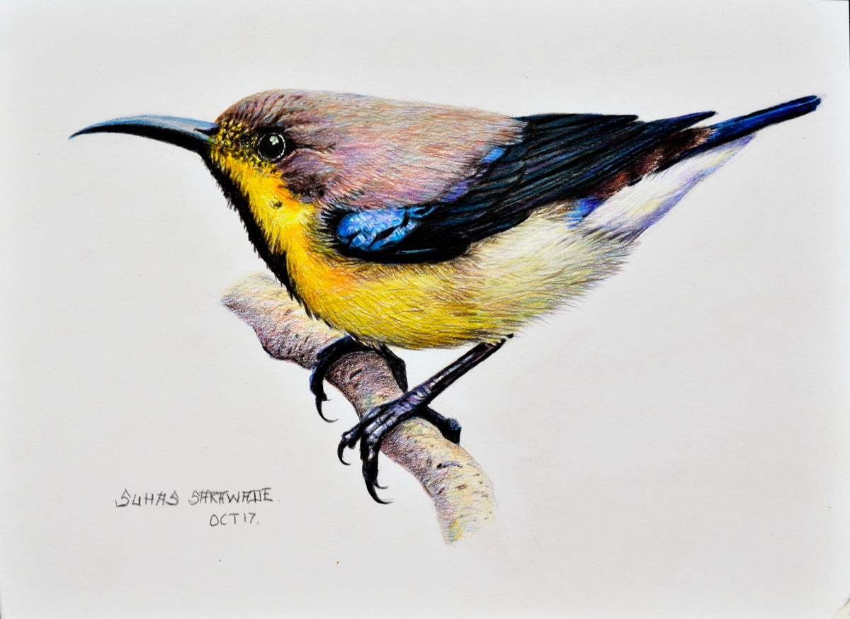 Purple Sunbird – Crafttatva.com